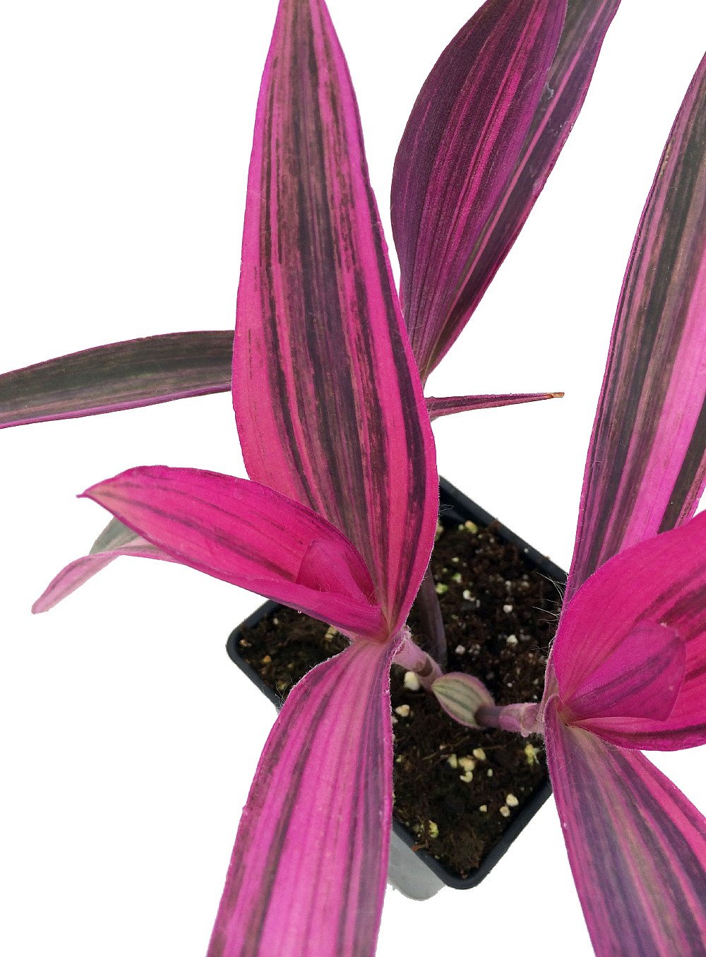 Tradescantia Pallida Care (Purple Heart) Variegata - mygardenchannel