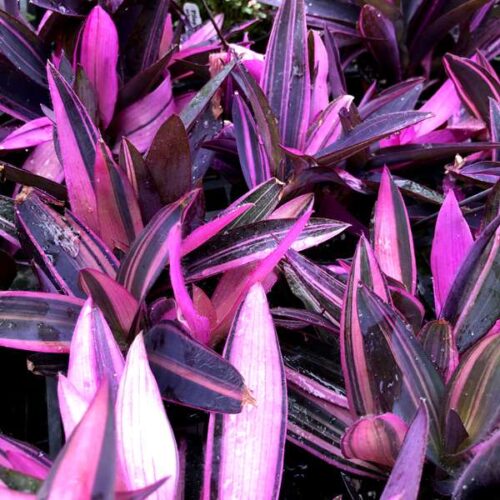 Tradescantia Pallida Care (Purple Heart) Variegata - mygardenchannel