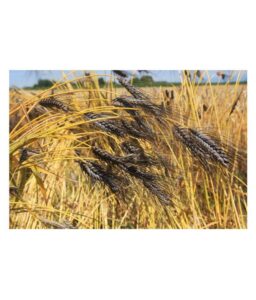 Black Knight Wheat (Ornamental) – My Garden Channel
