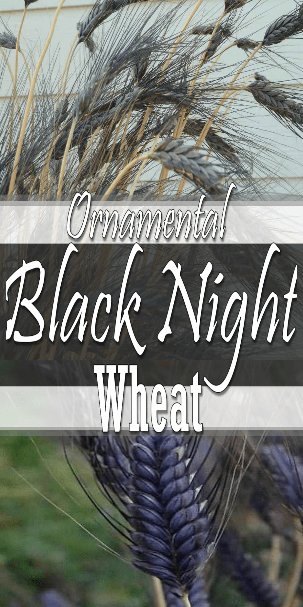 Black Knight Wheat (Ornamental) - mygardenchannel