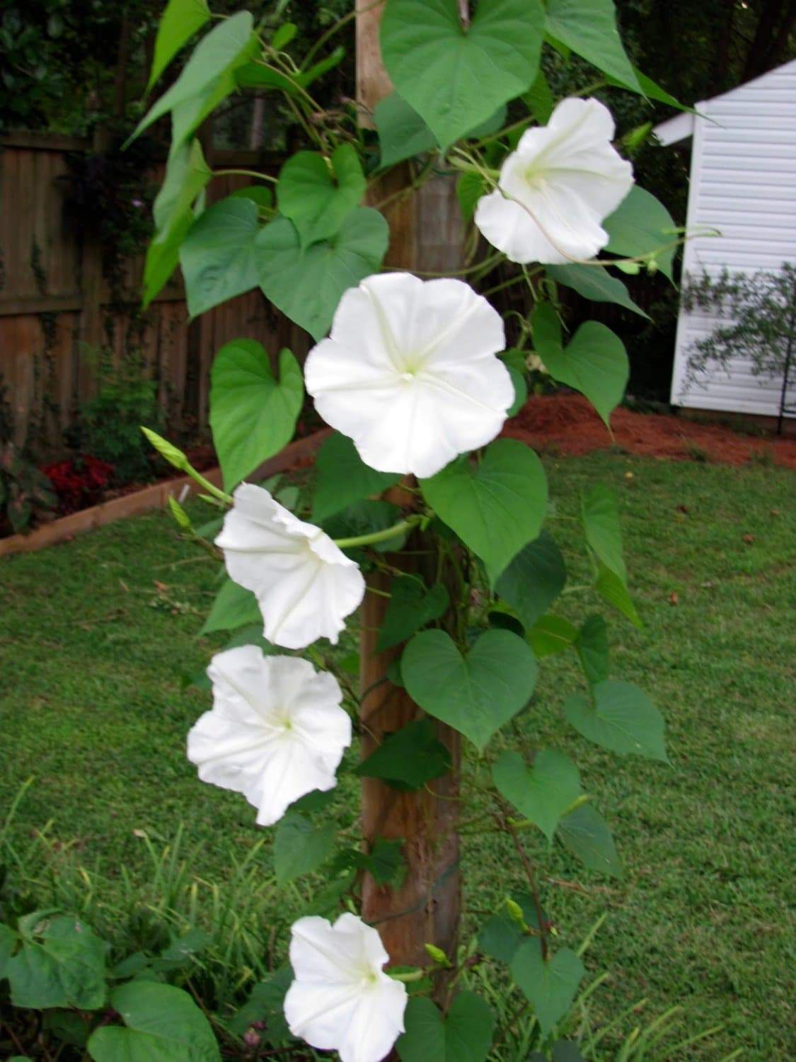 Moonflower - mygardenchannel