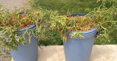 Grow Potatoes In A Trash Can (HOW TO) - mygardenchannel