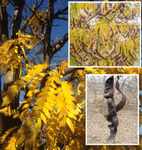 13 Trees with Seed Pods Found in North America - mygardenchannel