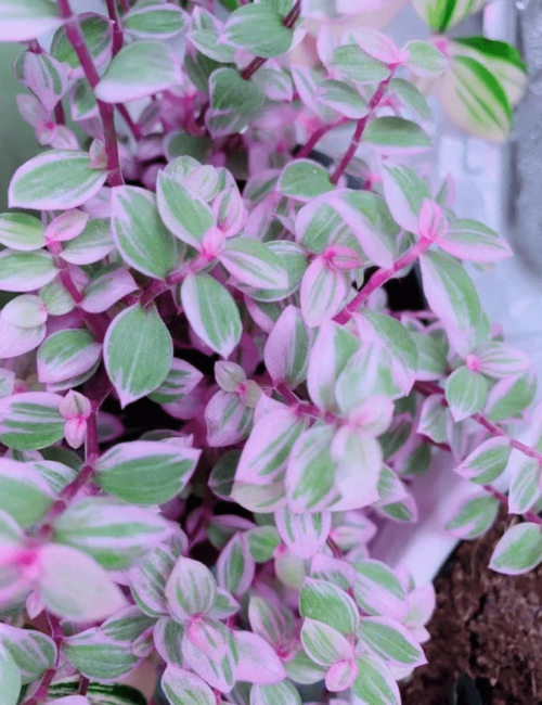 Pink Panther Plant Care – How to Take Amazing Care of Yours ...