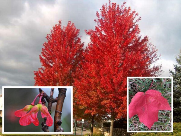 13 Trees with Seed Pods Found in North America - mygardenchannel