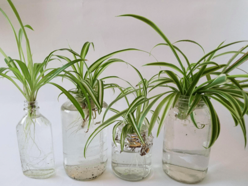 Care of Spider Plant - mygardenchannel