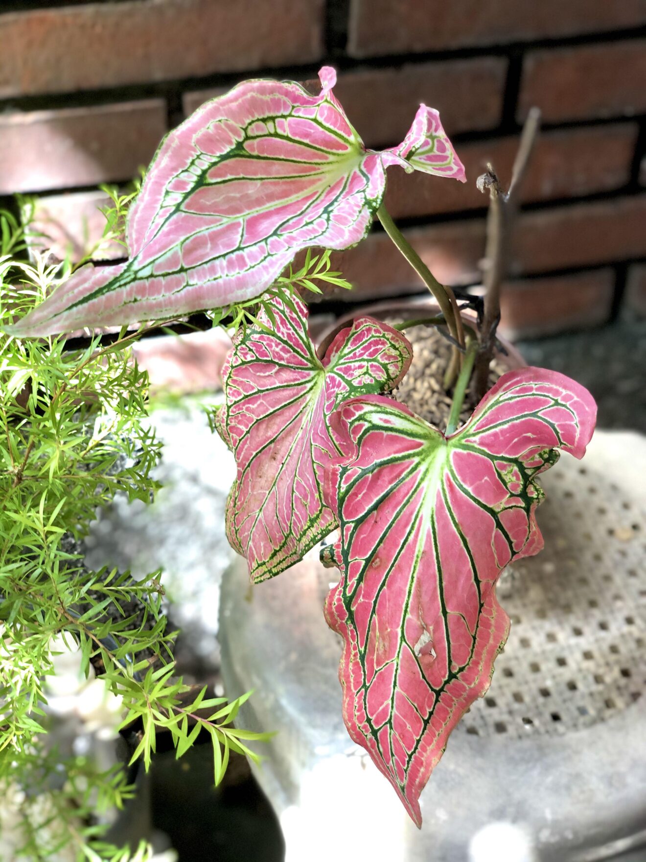 Caladium Care Instructions – mygardenchannel