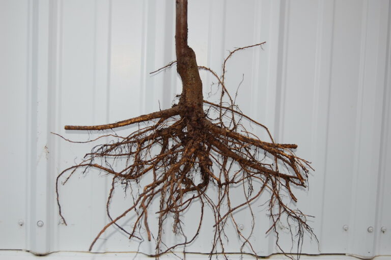 How to Plant Bare Root Trees - mygardenchannel