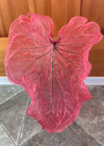 Pink Symphony Caladium And Stunning Translucent Leaf Matrix