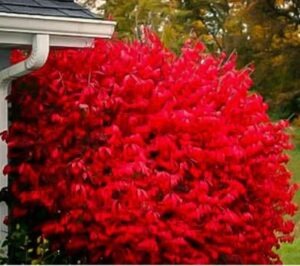 Burning Bush Seedlings – mygardenchannel