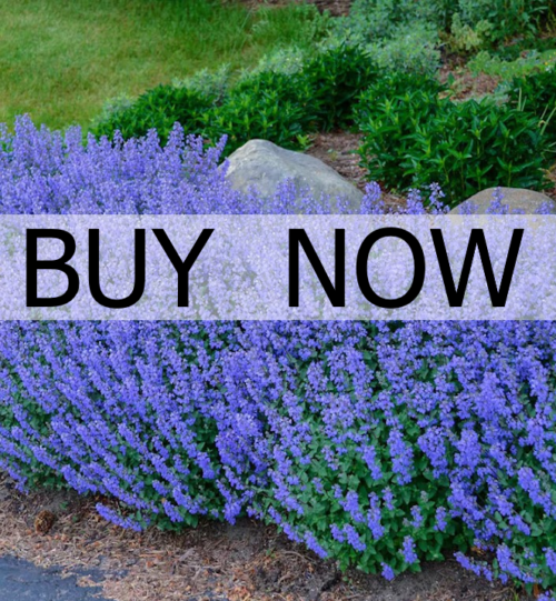 Purrsian Blue Catmint | Growing Tips & Guide