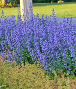 Purrsian Blue Catmint | Growing Tips & Guide