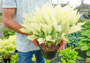 The White Feather Hosta: A Majestic Elegance in the World of ...