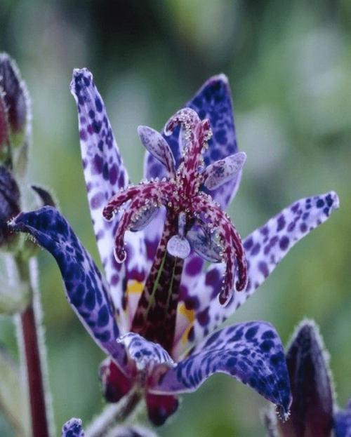 Blue Wonder Toad Lily: Unveiling the Allure of an Enchanting Perennial ...