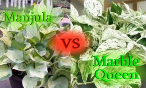 What is the Difference? | Manjula vs Marble Queen | Pothos ...