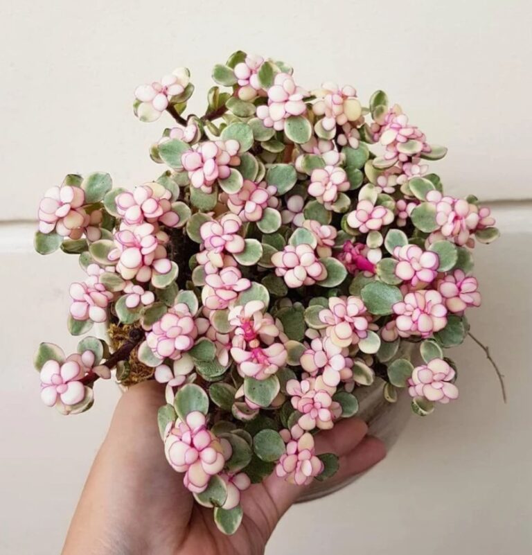 Pink Elephant Bush (Portulacaria afra ‘Variegata’): A Delightful ...