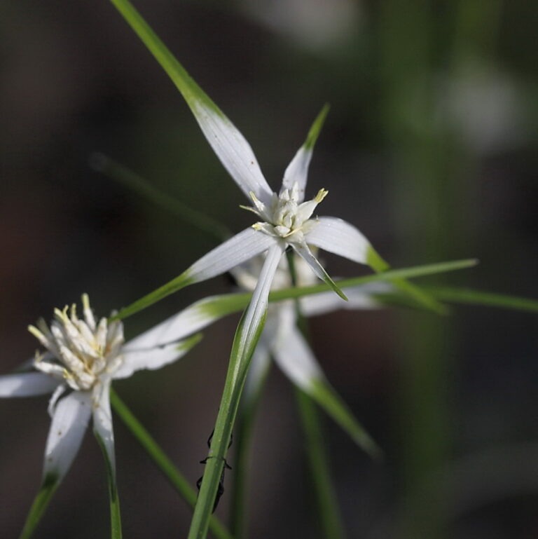 Rhynchospora colorata: White Top Sedge aka Starrush Whitetop ...