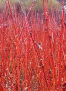 Propagating Flame Willow (Salix gracilistyla ‘Mount Aso’) Cuttings In ...