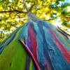 The Colorful Majestic Rainbow Tree: How to Care For
