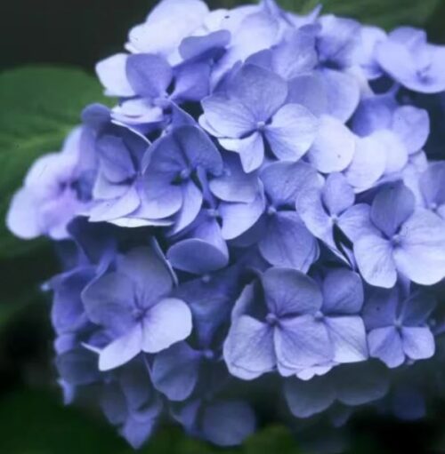 Penny Mac Blue Hydrangea: A Majestic Addition to Your Garden ...
