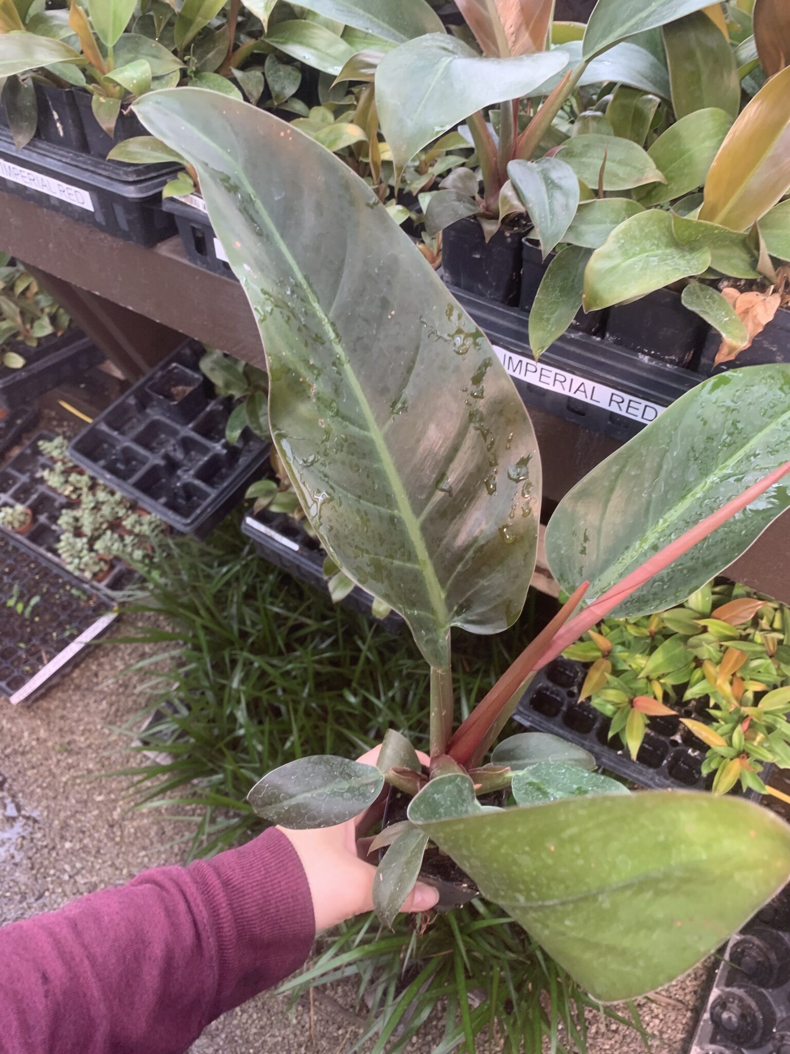 The Journey of Imperial Red Philodendron: From Seedling to Mature ...