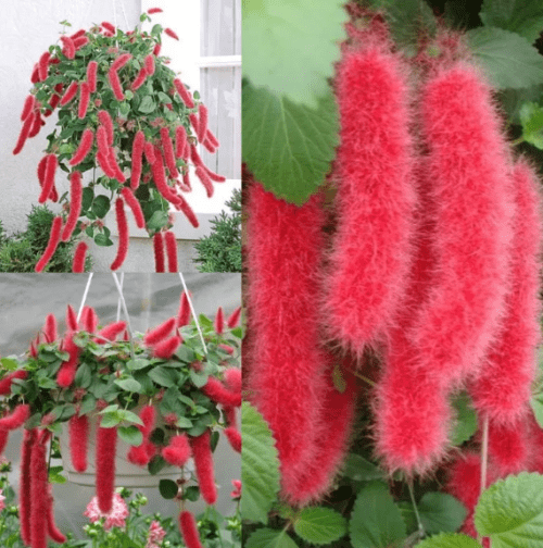 The Ultimate Strawberry Firetail Care Guide - mygardenchannel