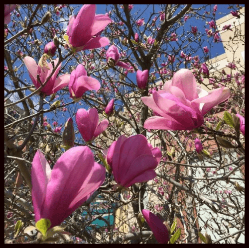 Ann Magnolia Tree: A Complete Plant Guide - mygardenchannel