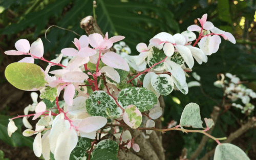 Breynia Snowbush: A Versatile Beauty for Indoors and Tropical Gardens ...