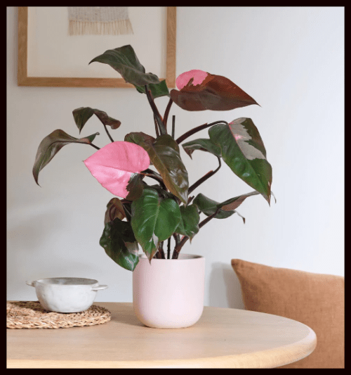 Pink Princess Philodendron: A Stunning Houseplant Delight - mygardenchannel