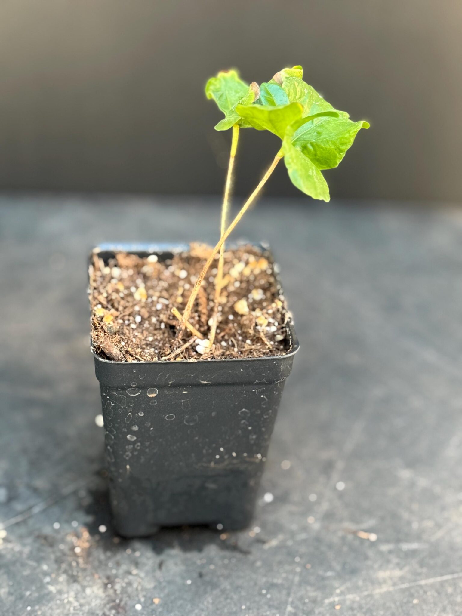 Caring for an Arabica Coffee Plant (Coffea arabica): A Comprehensive ...