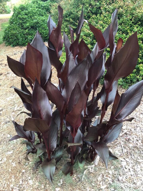 How to Care for Black Knight Canna Lily (Canna indica ‘Black Knight ...