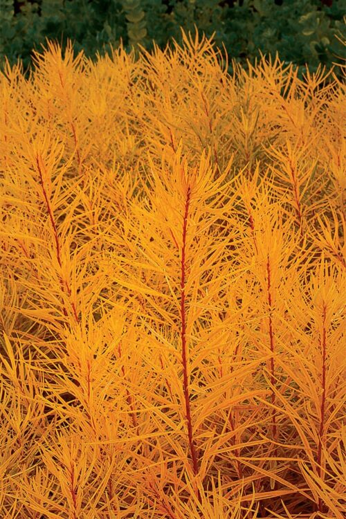 Care Guide to Butterscotch Amsonia - mygardenchannel