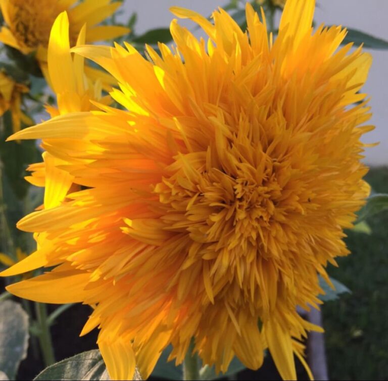 Guide to Golden Cheer sunflowers (Helianthus annuus ‘Golden Cheer ...