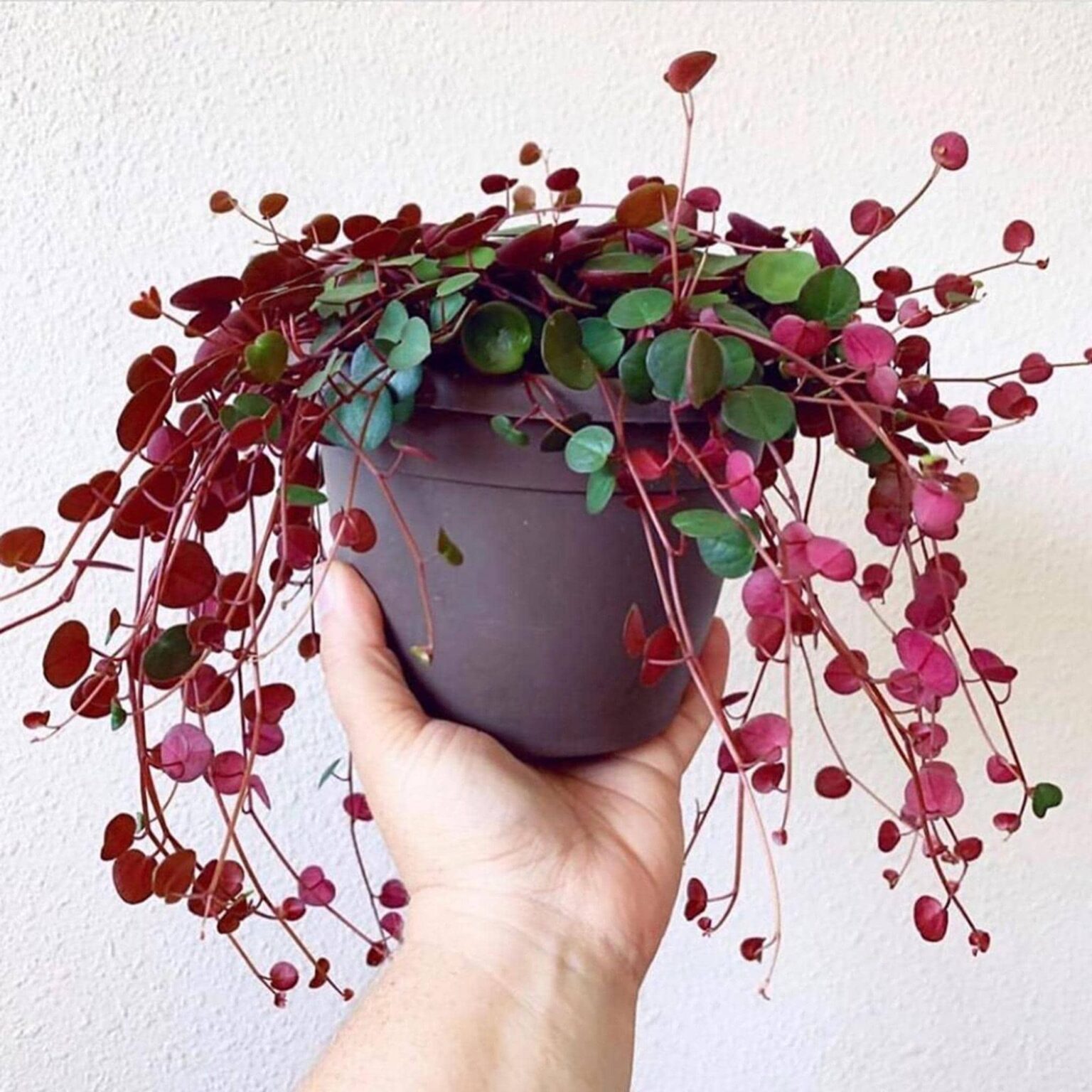 Ruby Cascade Peperomia Care Guide – mygardenchannel